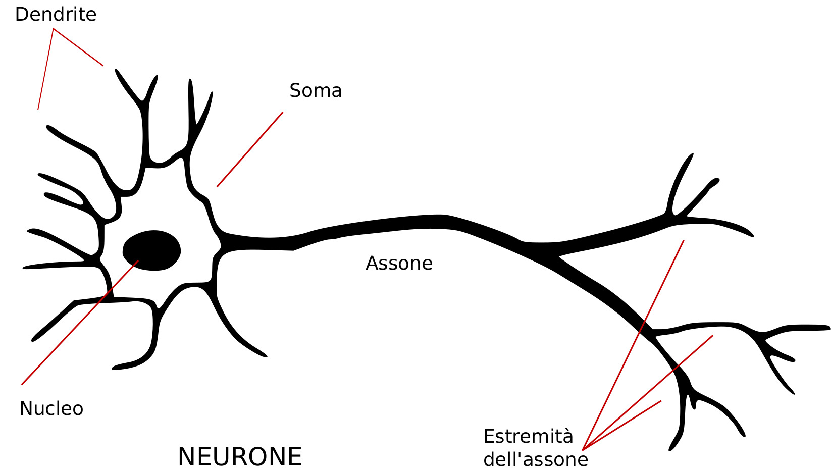 Che cos’è una rete neurale? Scopri la tecnologia all'interno dell ...